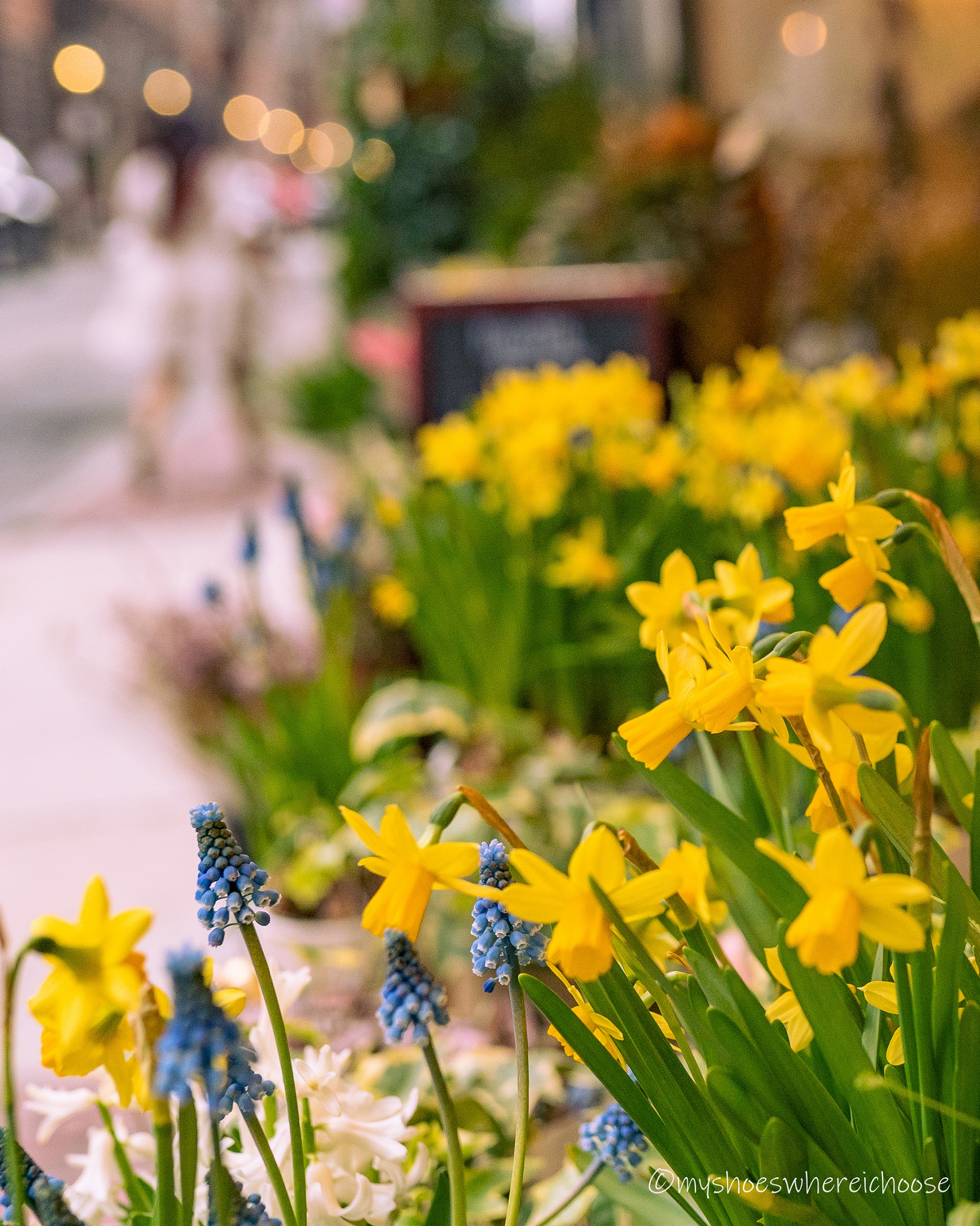 Spring in Boston - Guide to the Most Beautiful Blooms | My Shoes Where ...