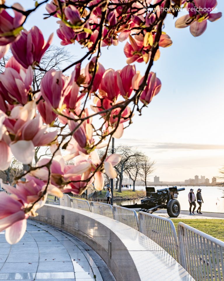 5 Places for Magnolia and Cherry Blossoms in Boston | My Shoes Where I ...
