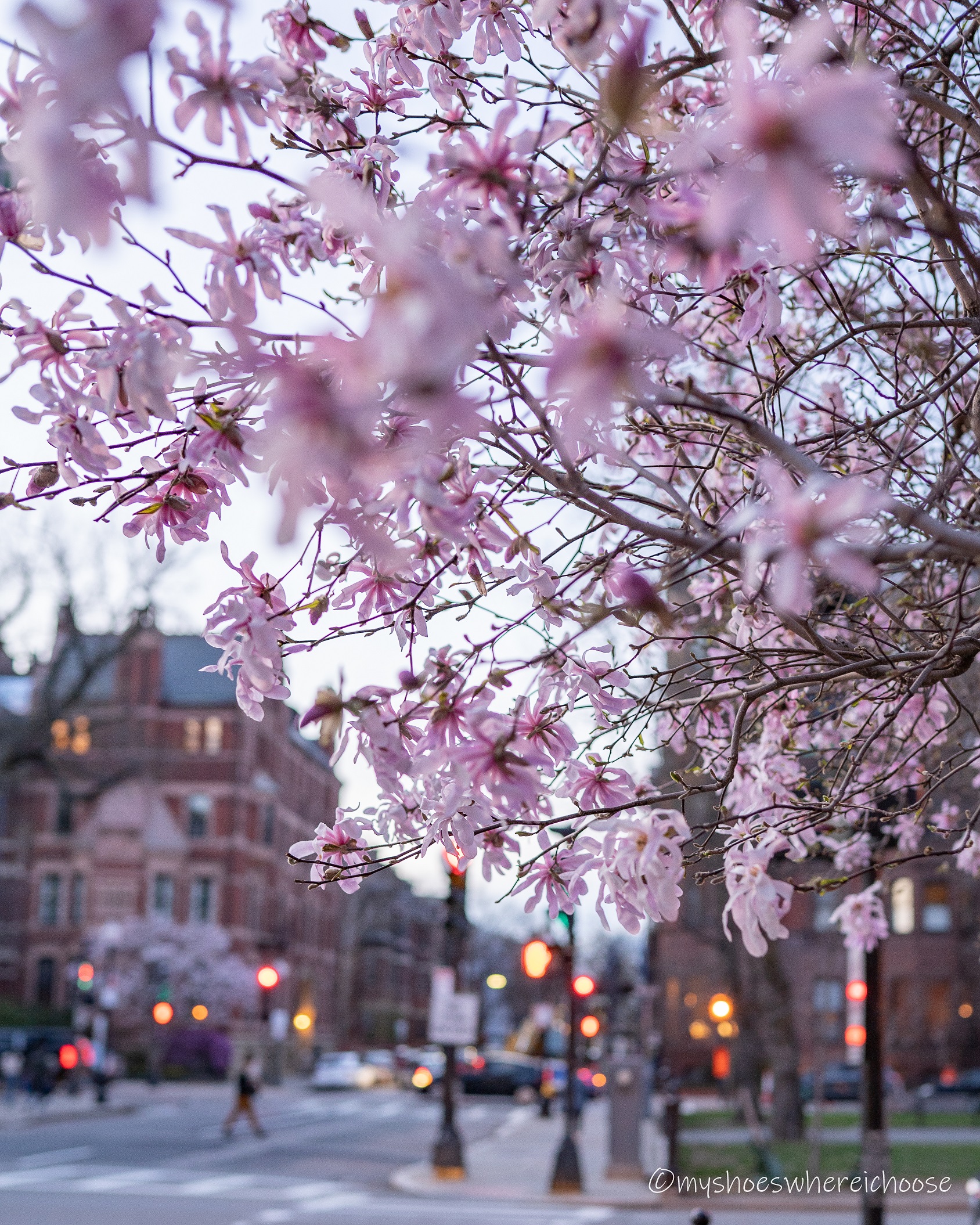 5 Places for Magnolia and Cherry Blossoms in Boston | My Shoes Where I ...