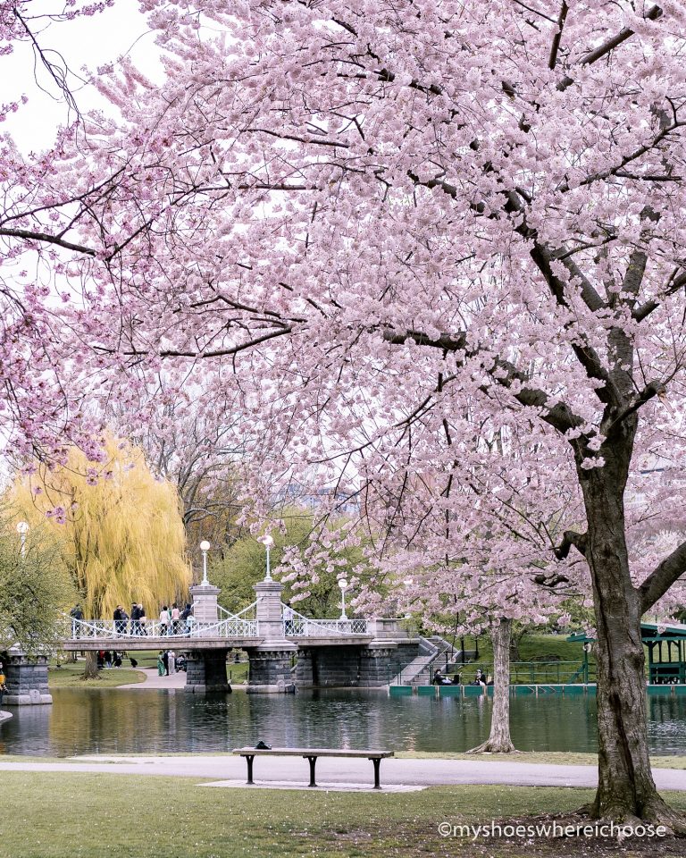 5 Places for Magnolia and Cherry Blossoms in Boston | My Shoes Where I ...