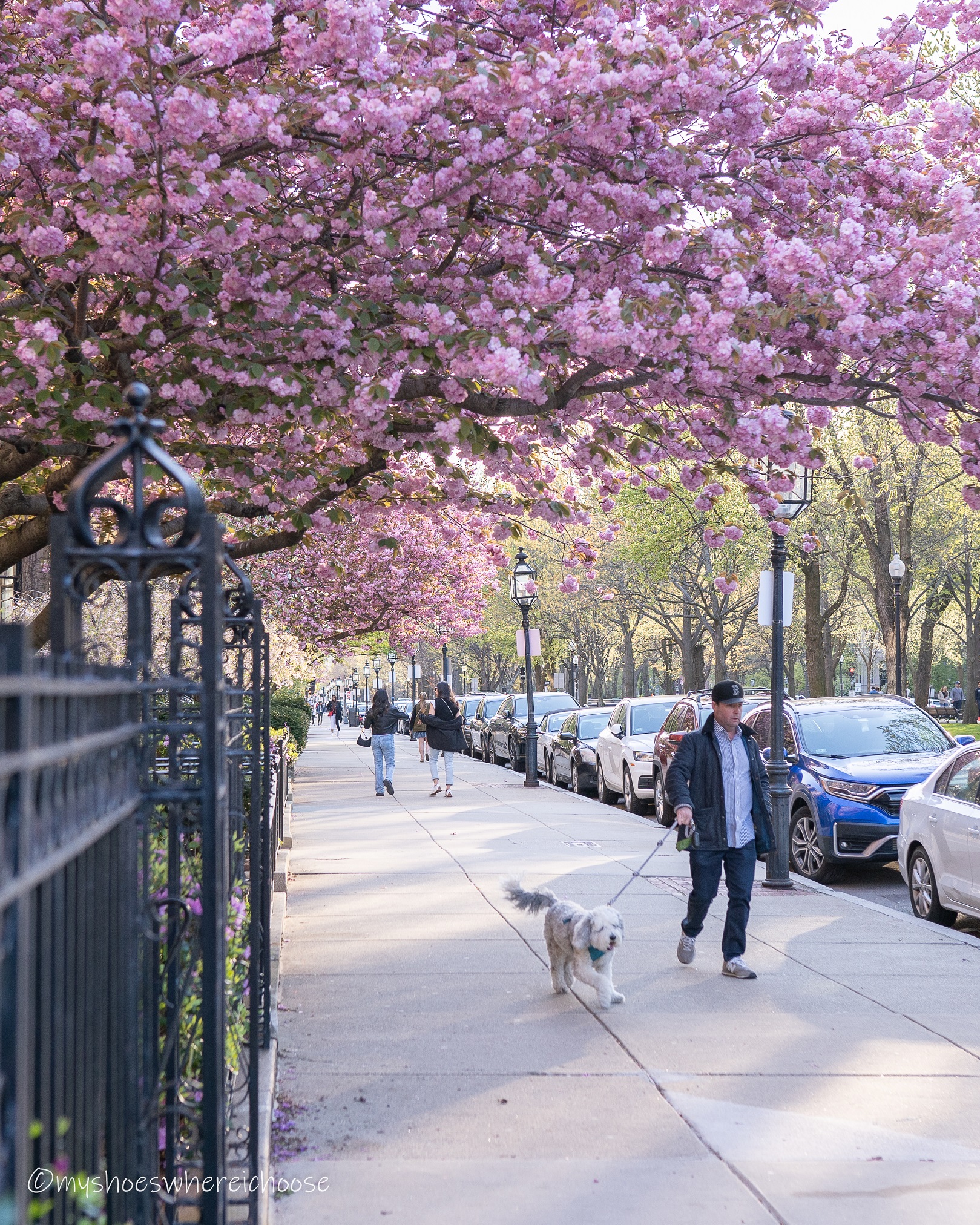 Spring in Boston - Guide to the Most Beautiful Blooms | My Shoes Where ...